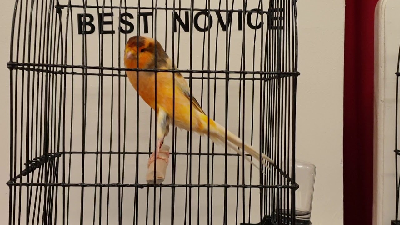 Southern & Eastern Counties Yorkshire Canary Show 2020 best novice ...