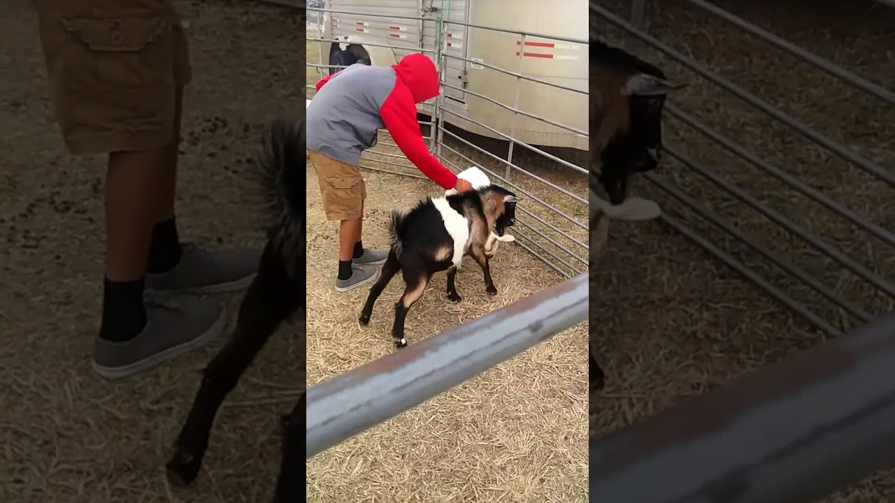 GOAT HUMPS OTHER GOAT - YouTube