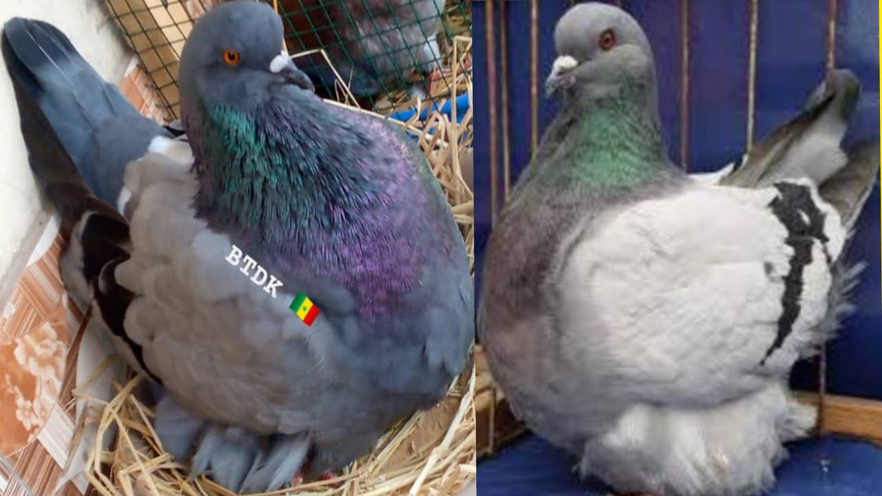 World's Biggest Pigeon French Mondain - Incredibly BIG Fancy Pigeon in the Worl. - YouTube