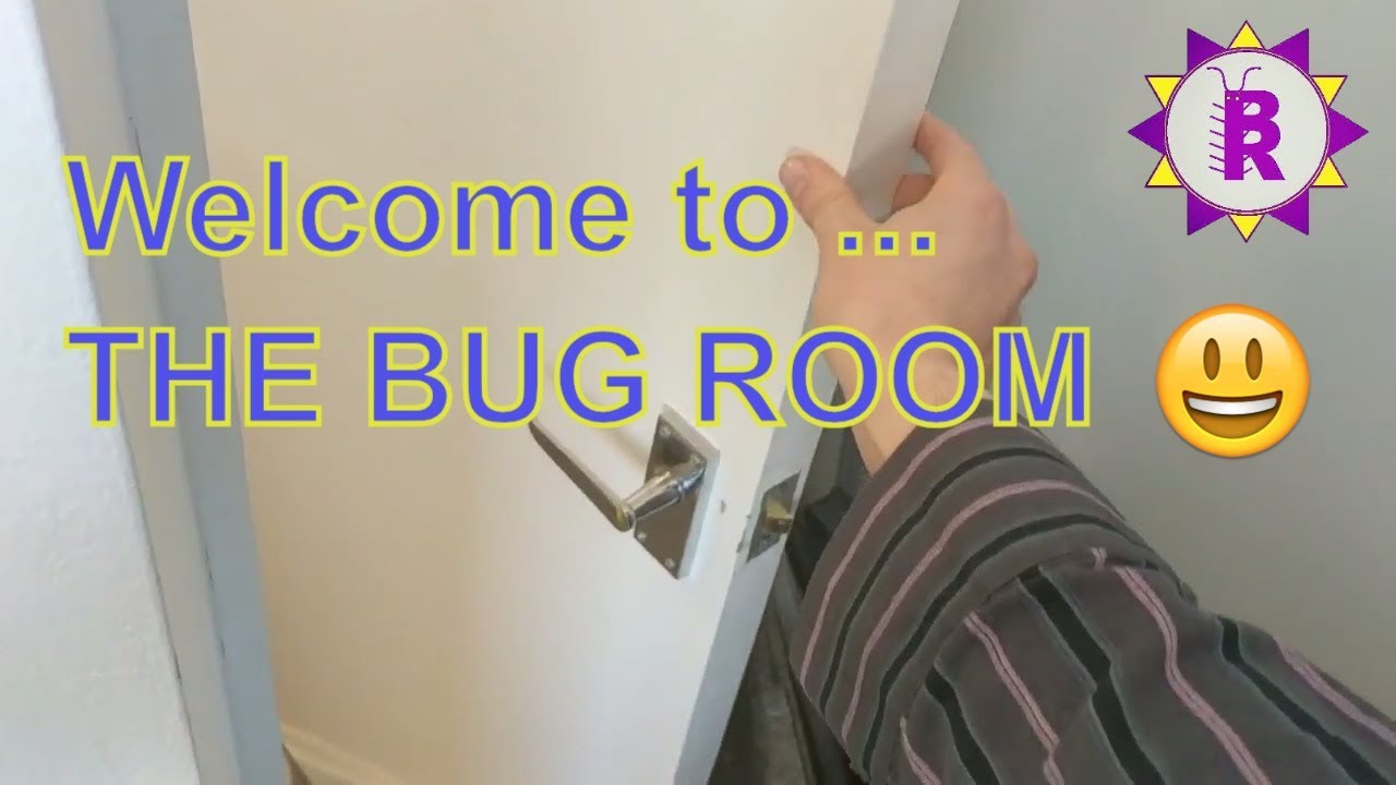 Come see THE BUG ROOM! - YouTube
