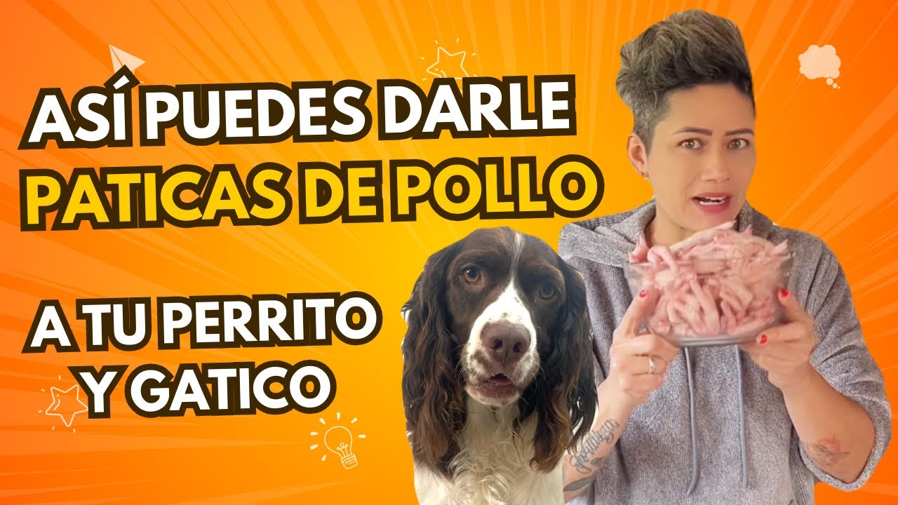 Cómo aprovechar las paticas de pollo para tu perro y gato 🐶🐱 - YouTube
