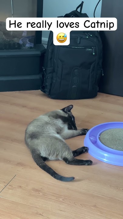 What does Catnip do🤔 #shortsfeed #cat #trending #pets #catnip #catnipcraze #funnycats #funny ...