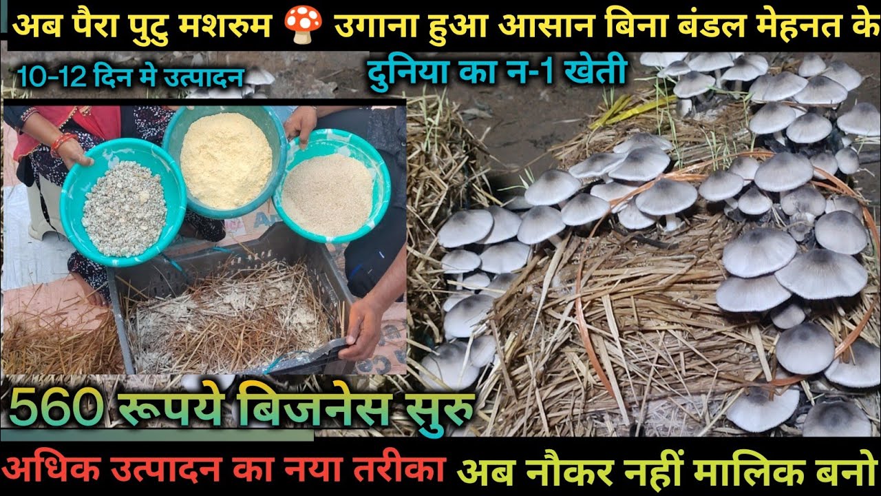 🍄पैरा मशरुम की खेती कैसे करें | पैरा पुटु की खेती कैसे करें | "paira ...