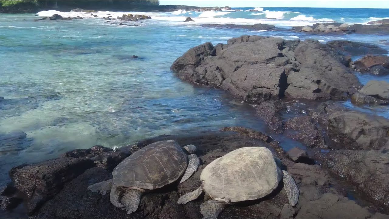 Hiking the Puna Trail on the Big Island in Hawaii - YouTube