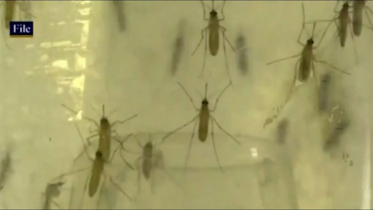 New mosquito species found in Colorado to be exterminated - YouTube
