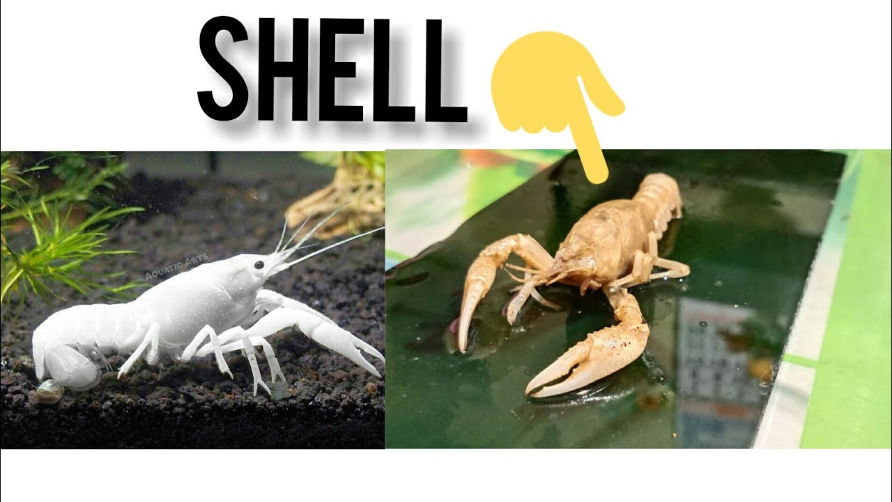 CRAYFISH REMOVED IT'S SHELL!!!!!!! - YouTube