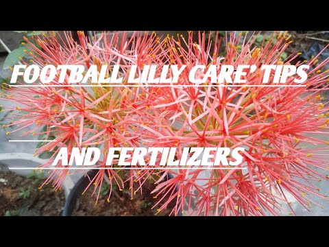 Football Lilly Flowers|Football Lilly Care Tips And Fertilizer ...