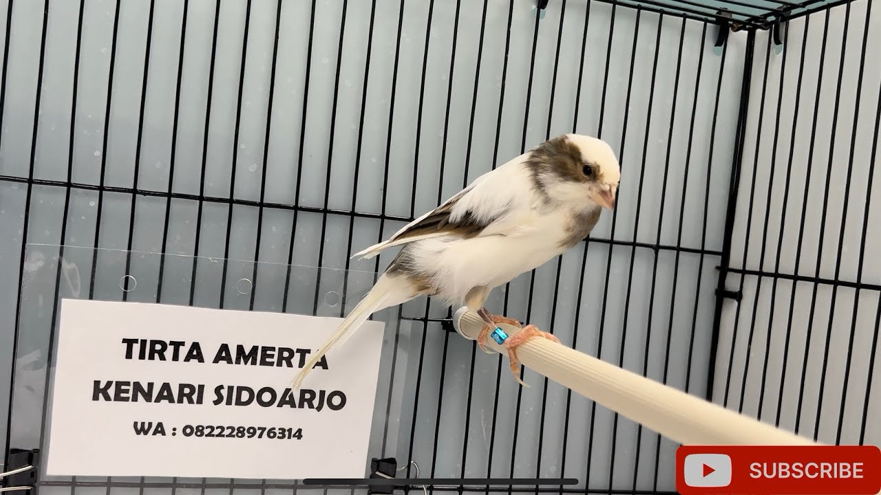 25 FEBRUARI 2025 | READY STOK KENARI SERI F1, F2, F3, YS, RASMI, BB ...