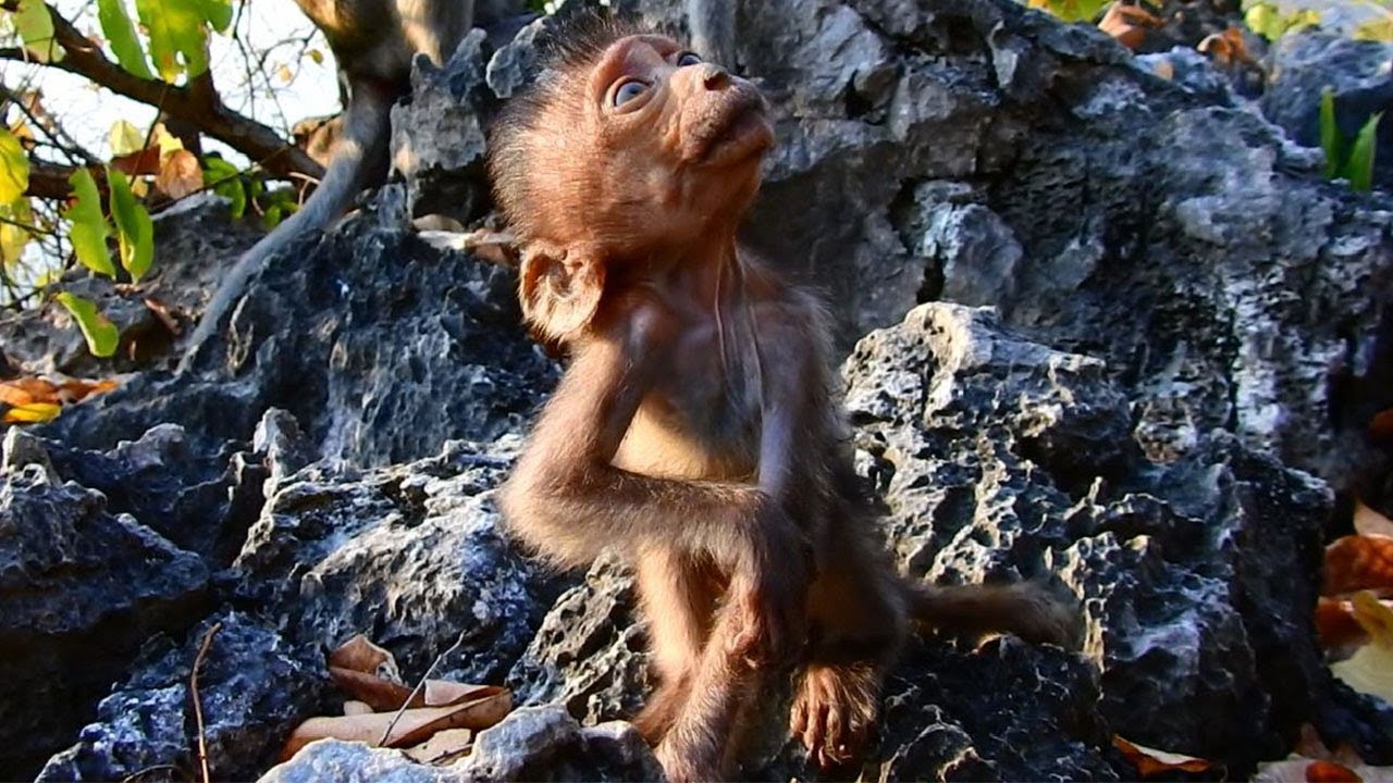 A Little Baby Heidi Crying Breaking Heart Staying A way from mom while ...