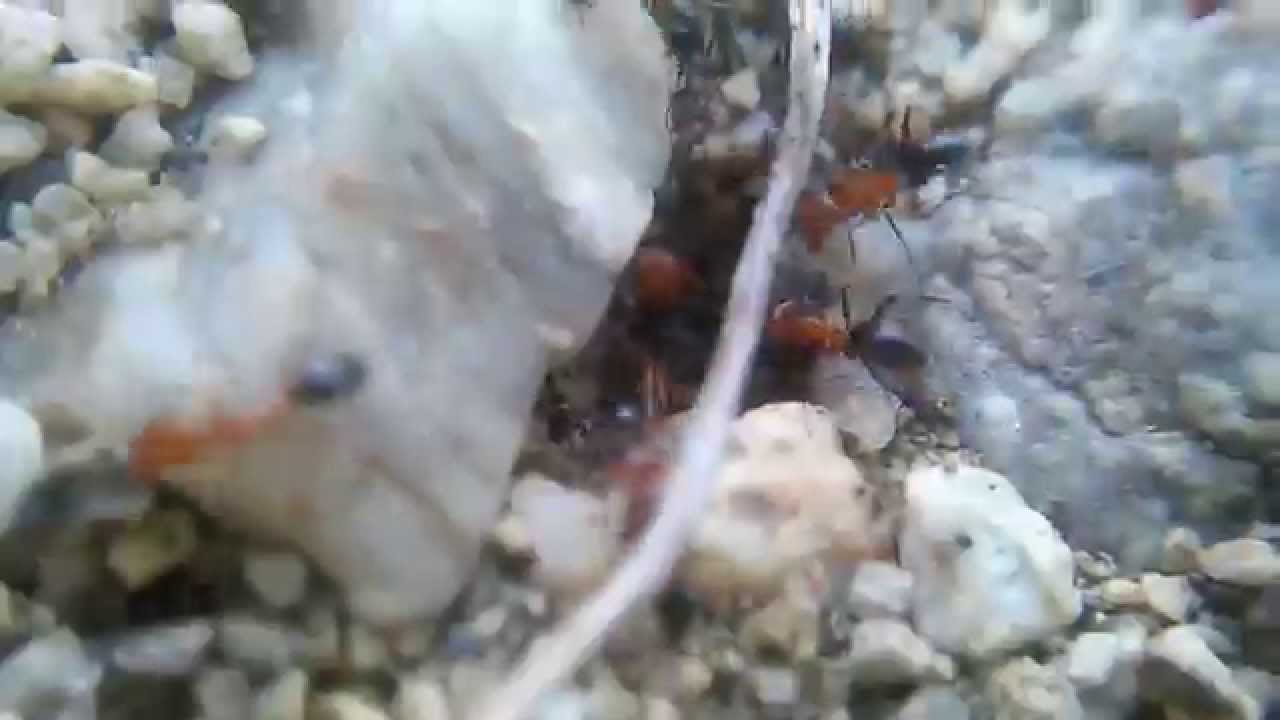 Wild Dorymyrmex bicolor Colony Preparing for a Mating Flight (Palm ...