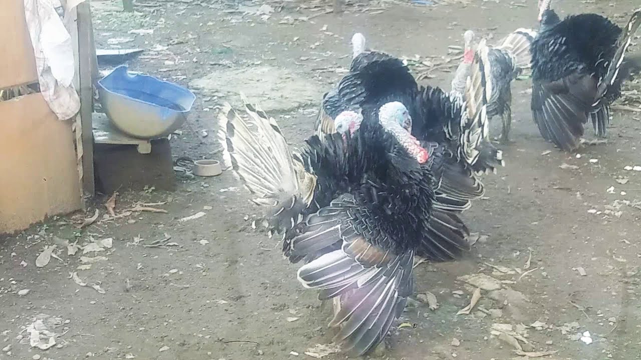 TURKEY MATING ( PABO ) | BUHAY SA KUBO - YouTube