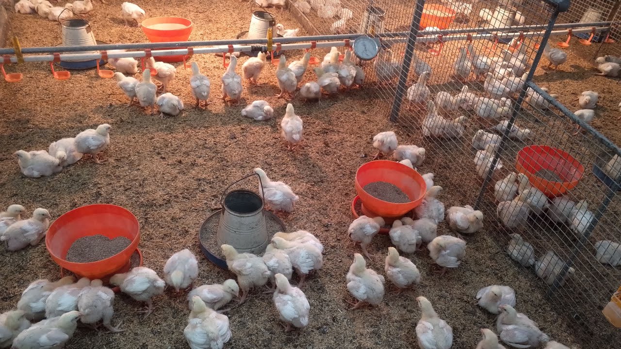 Poultry Farm Chicks Farming 12 Days Daily Feed Working Channel ...