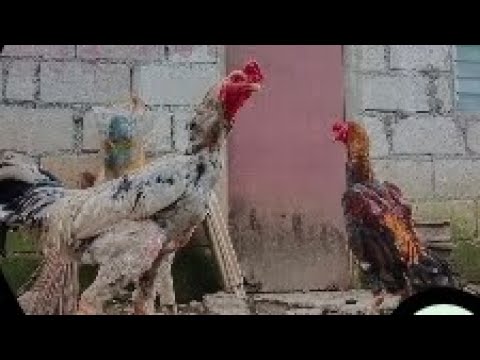 Bumili ako Ng malaking manok shamo IG line at ULTRANOX LINE. - YouTube