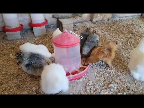 Cuidados Gallina Sedosa en Casa
