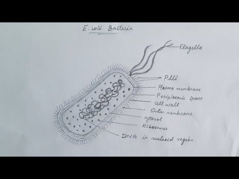 How to draw E-coli bacteria??? - YouTube