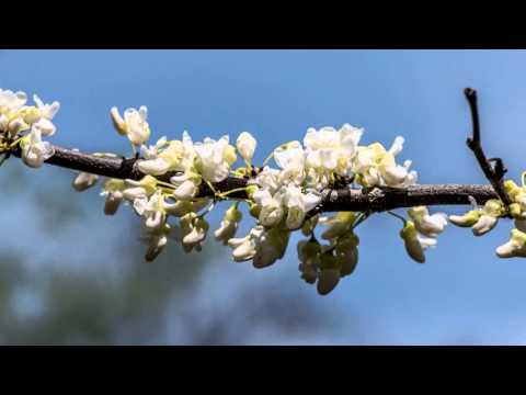 Flowers Bokeh Clouse-Up  Relaxation
