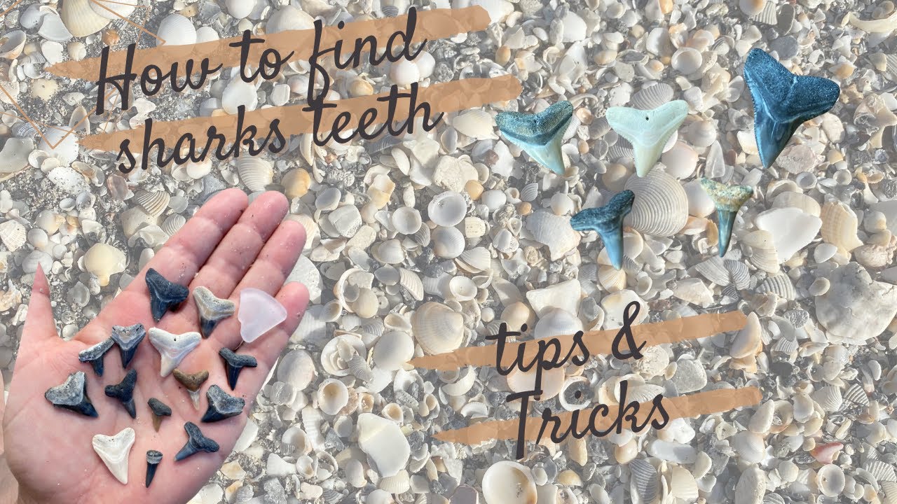 How to find shark teeth - TIPS & TRICKS - YouTube