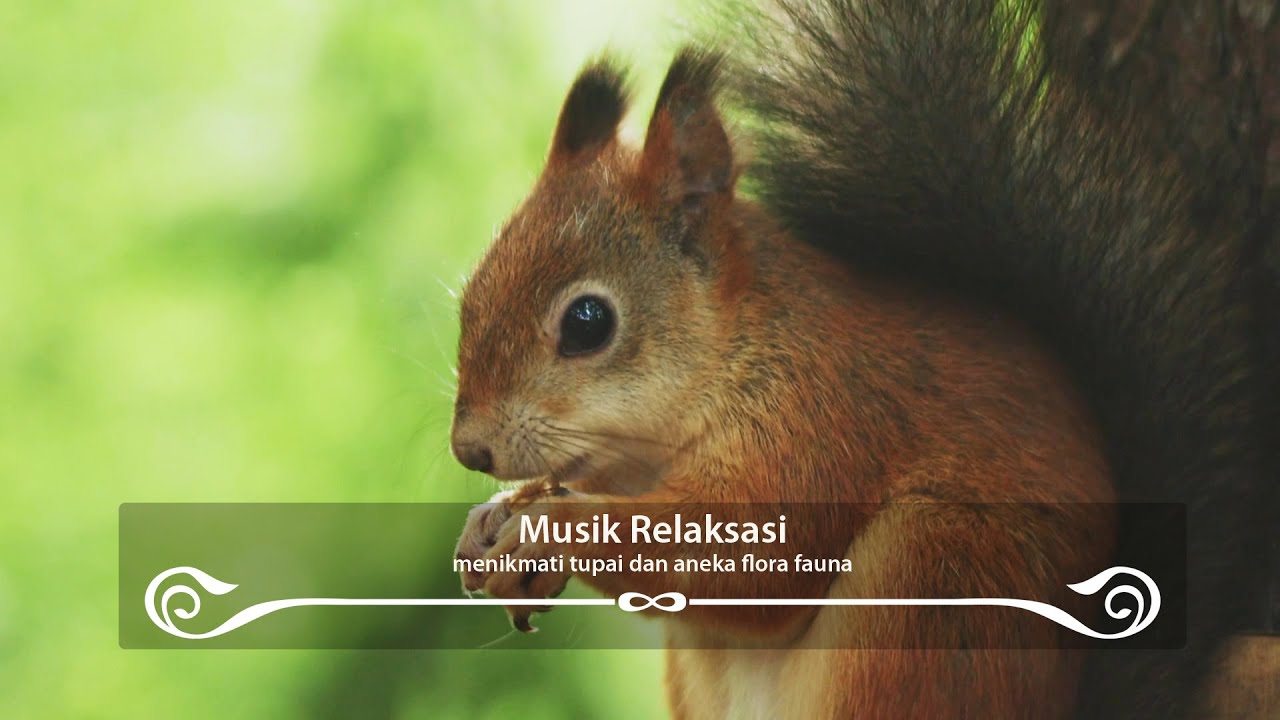 03 Musik Rileks, Tupai, Burung Gagak Penghilang: Stress, Gagal Fokus ...