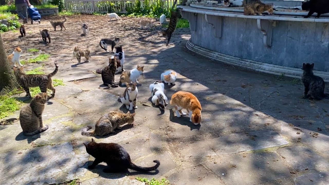 You've never seen so many Cats anywhere. 100 cats together 😱😍 - YouTube