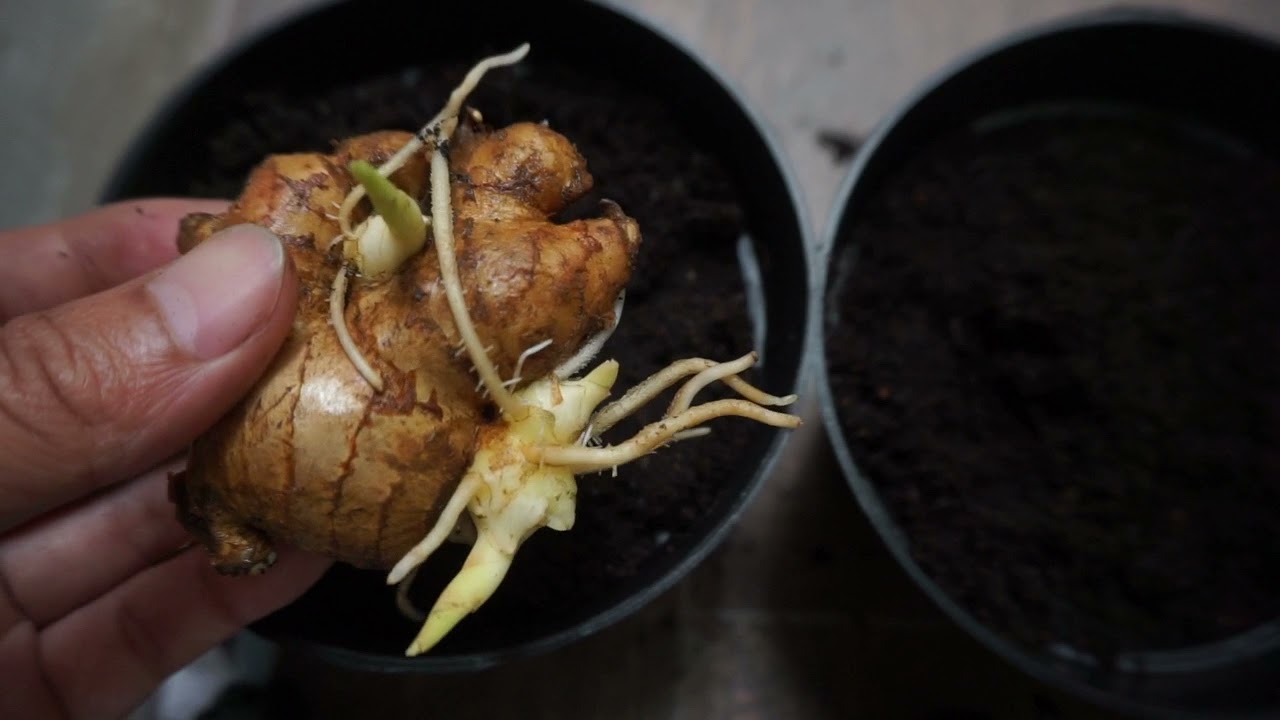 How To Grow Ginger From a Store Bought in Pots | Easy Trick to Make ...