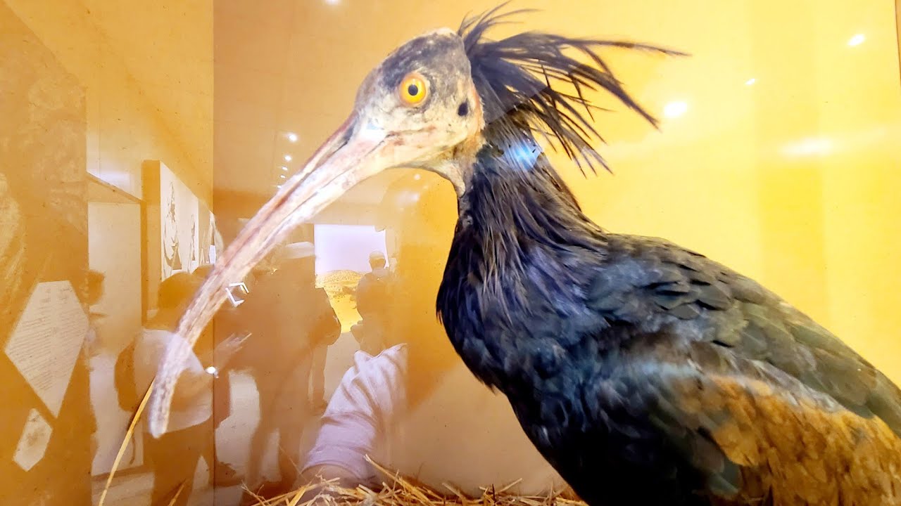 Réserve naturelle de Massa (Agadir) - YouTube