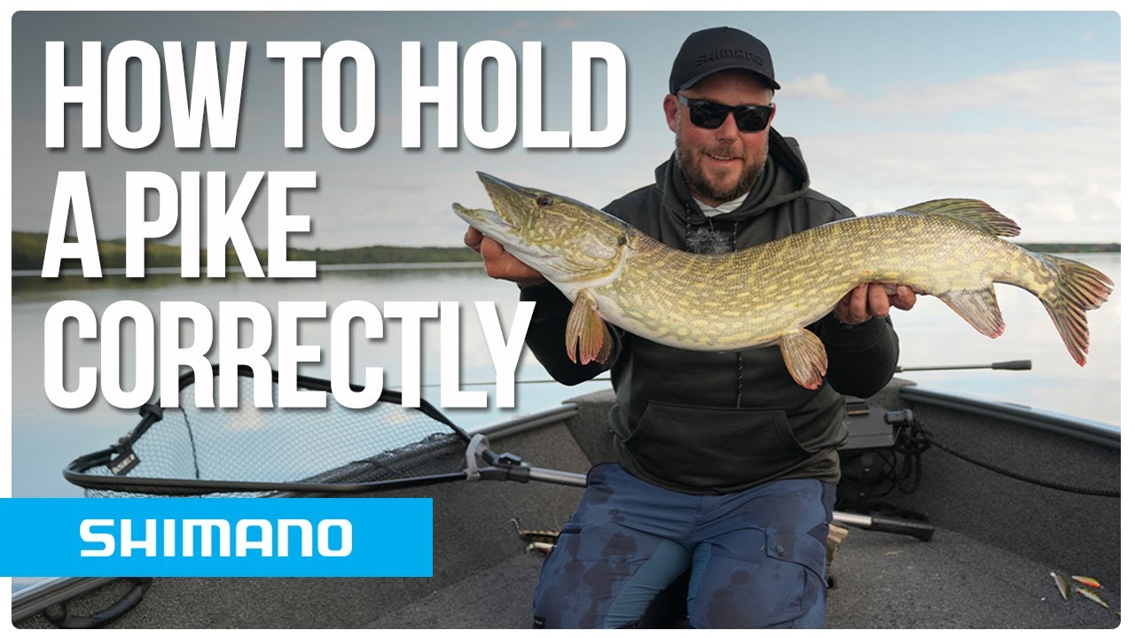 How to Handle/Hold a Pike Correctly | Pike fishing tips - YouTube