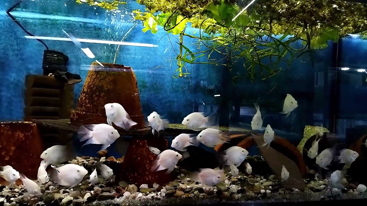 Cichlasoma sp. - Platinum Parrot (Cichlida papouščí) - YouTube