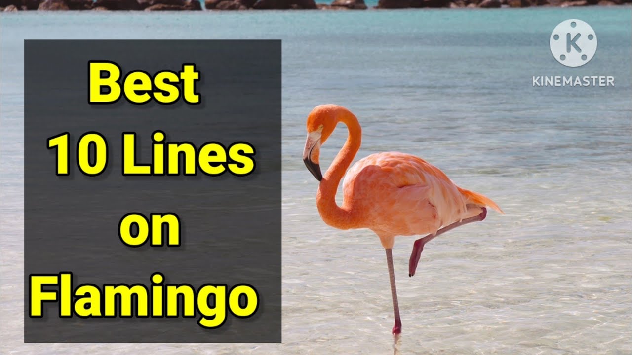 Flamingo/10 Lines on Flamingo in English/Essay on Flamingo/Few Lines on ...