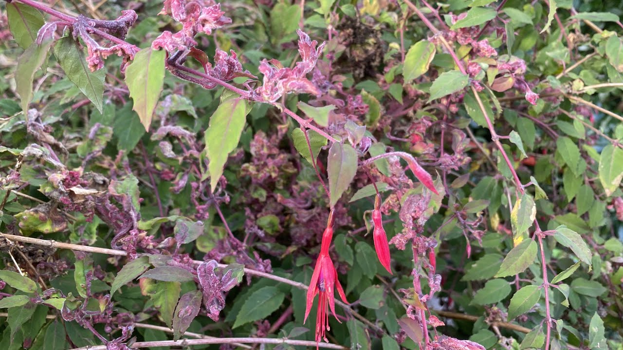 Fuchsia bush ruined by deformed leaves and flowers? - Fuchsia gall mite ...