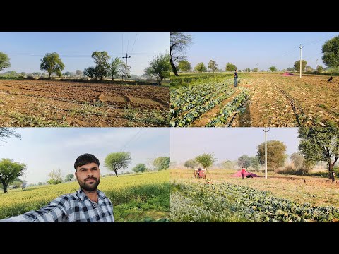 Papa ne Gobi pe kate Hera/Bella or tomy lga rhe dod 