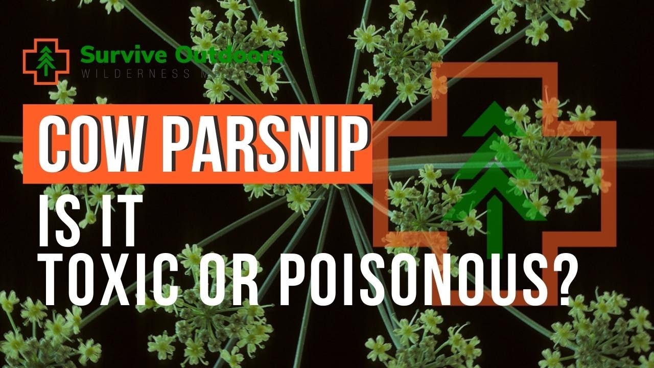 Is Cow Parsnip Toxic or Poisonous? - YouTube