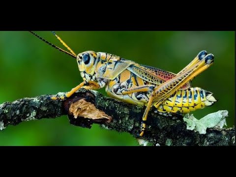 old - 1.6 Kingdom Animalia: 6. Phylum Arthropoda - Valanga sp ...