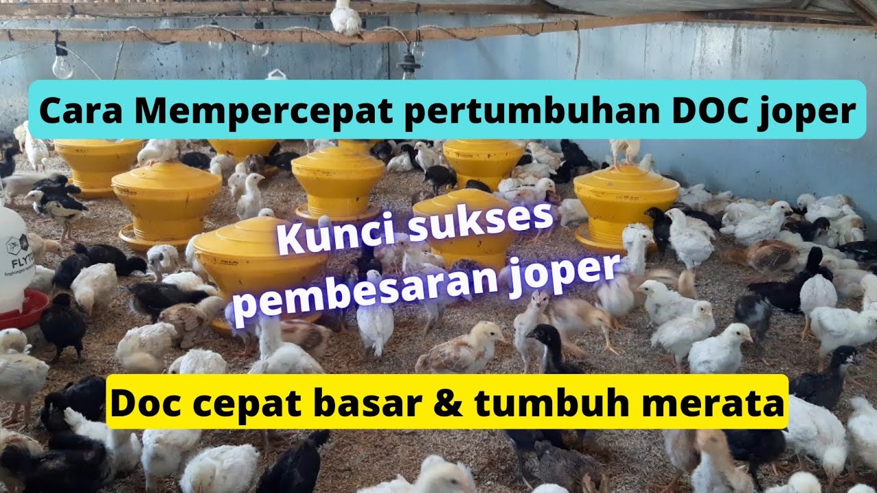 CARA MEMPERCEPAT PERTUMBUHAN DOC JOPER || LANGKAH AWAL PEMBESARAN AYAM ...