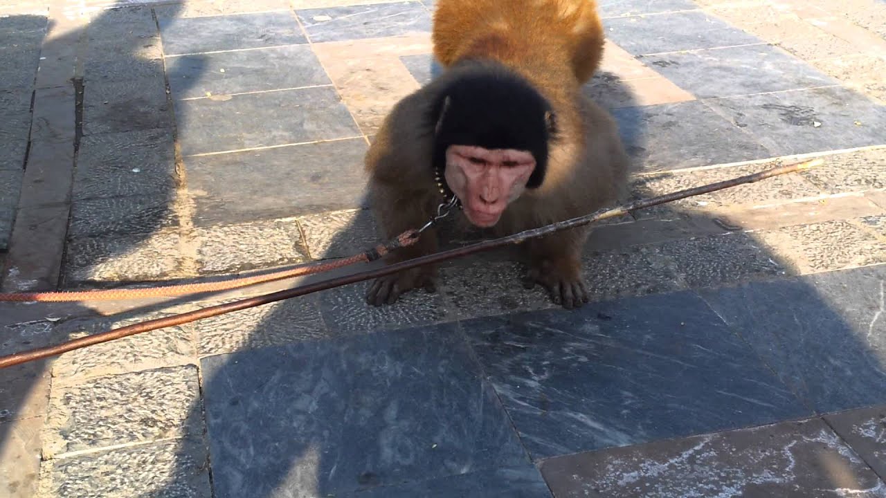 Monkey At Lake View Park Islamabad Captured Shariq Jamal - YouTube