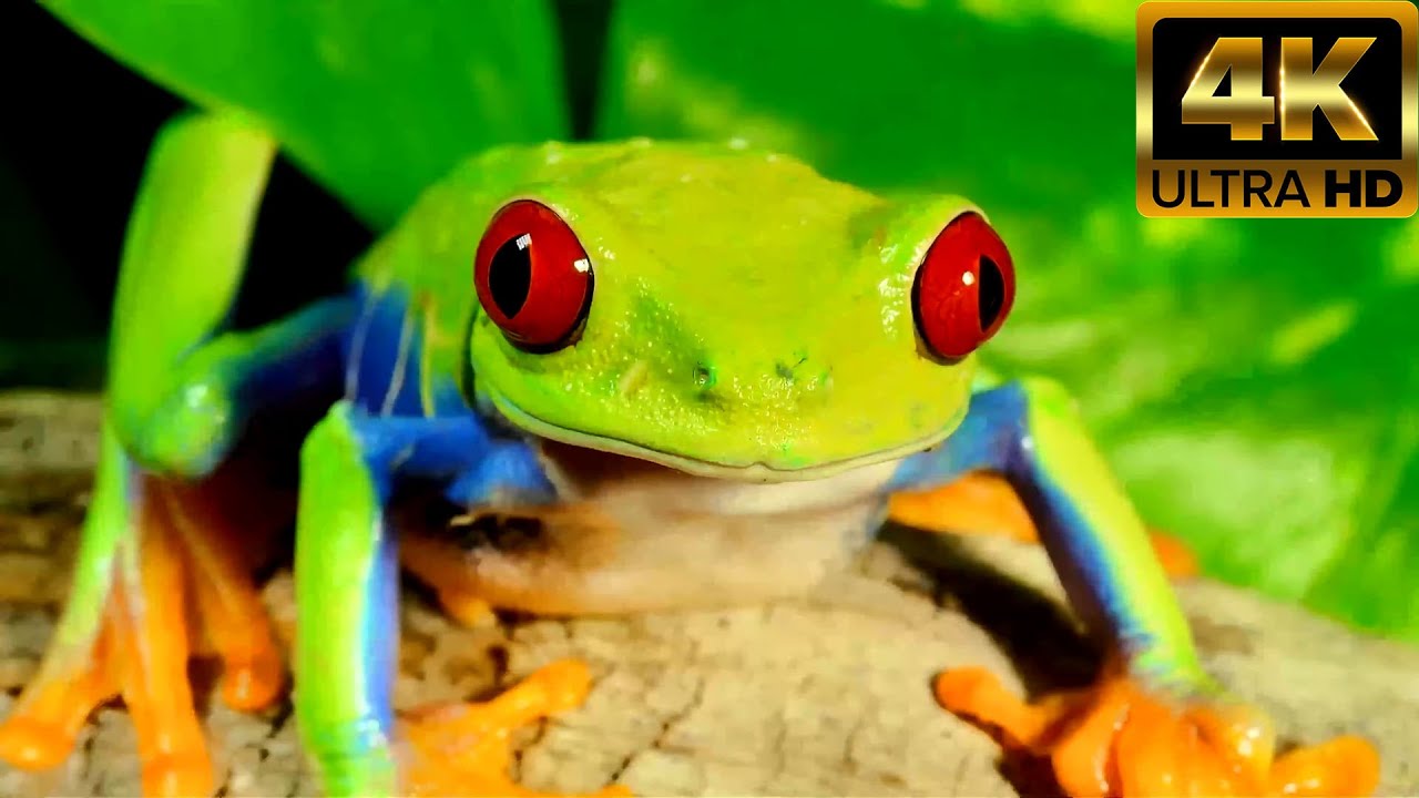 4К Video in Ultra HD 60 FPS 3840x2160 - YouTube