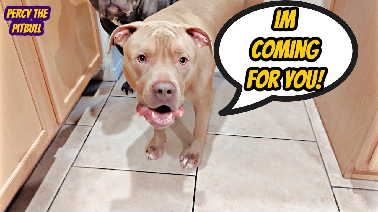 My Pitbull Chases Me Around The Kitchen! I Couldn't Stop Laughing ...