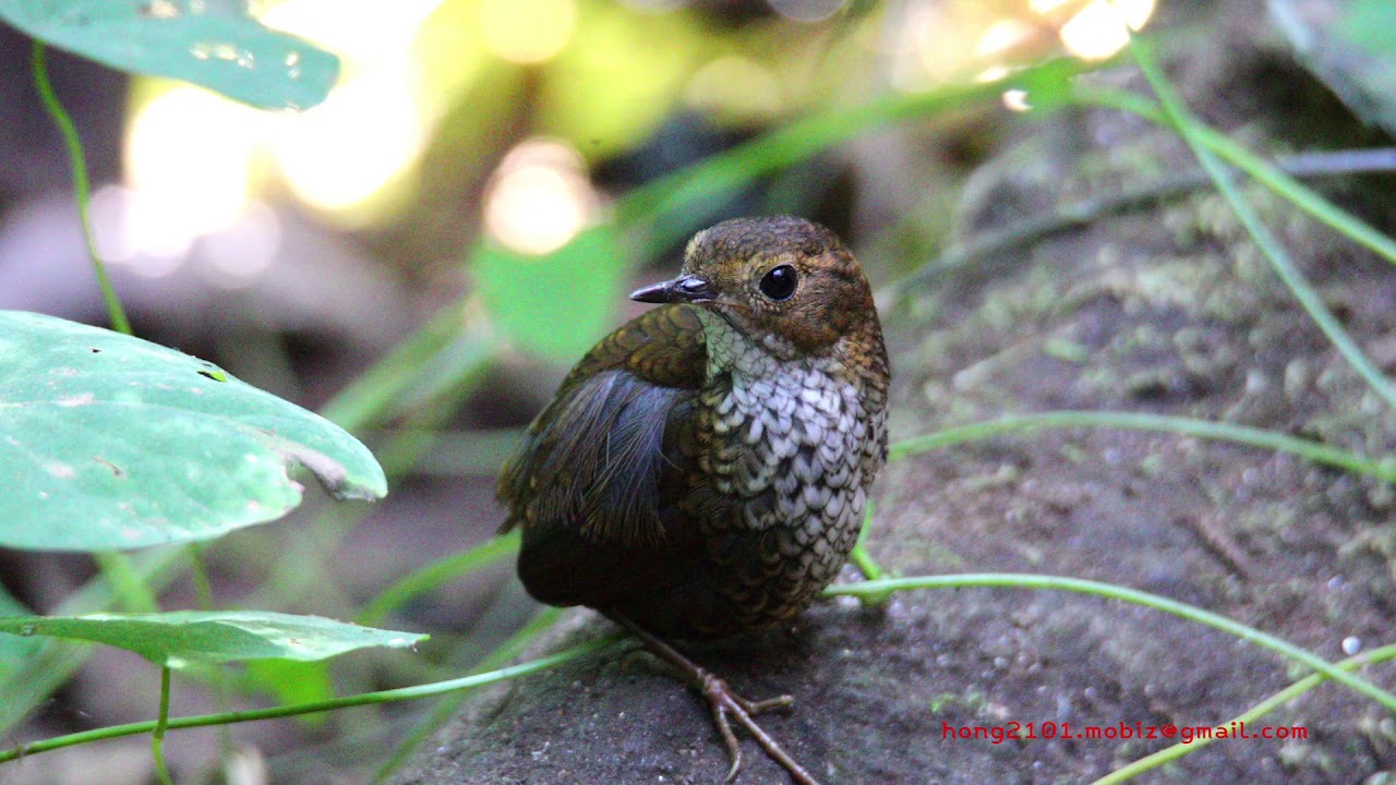 นกจู๋เต้นจิ๋ว (Pygmy Cupwing; Pnoepyga pusilla) - YouTube
