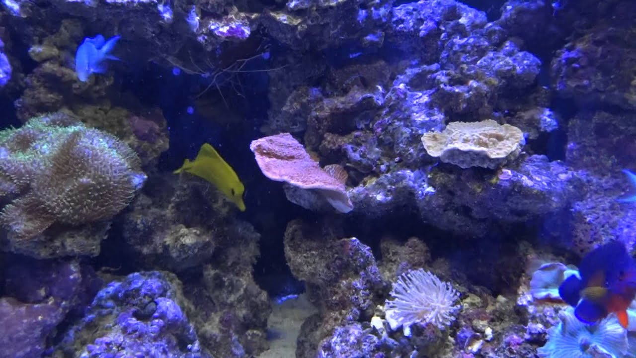 D's Reef - Episode 7- Achilles Tang, Blue Line Rabbitfish, Coral - YouTube