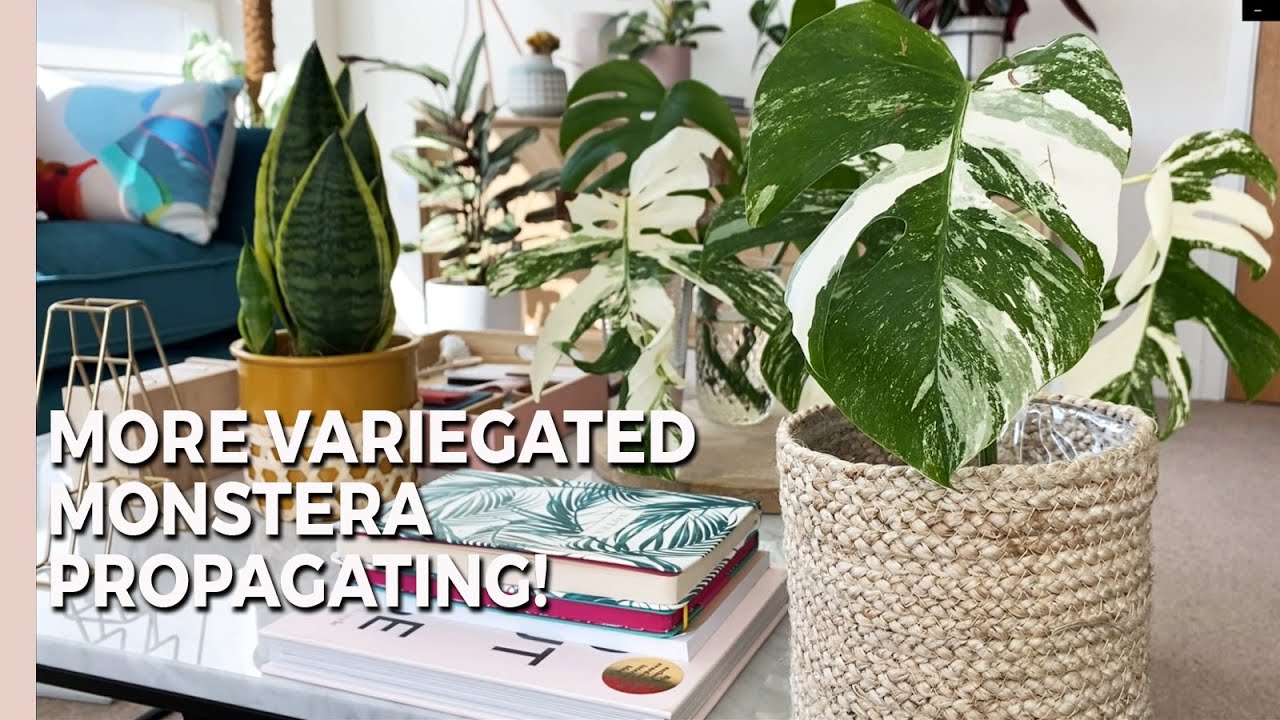 new-variegated-monstera-propagation-in-water-axillary-bud-update-on