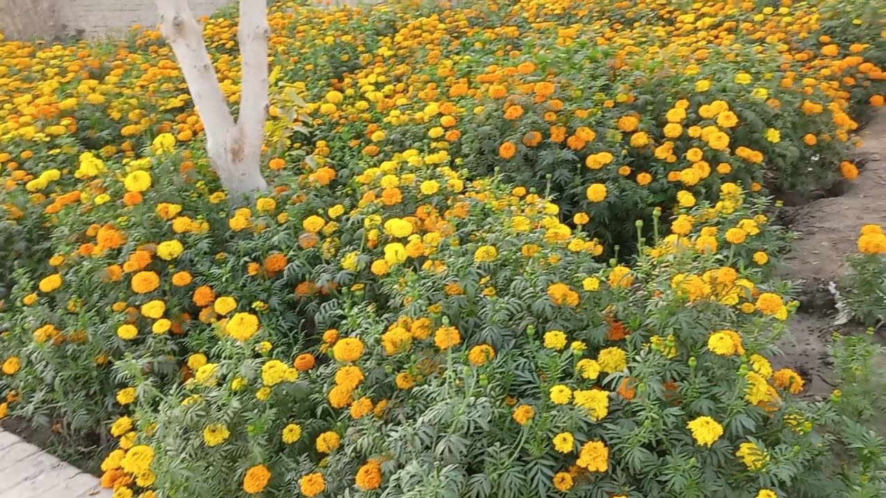 Village life vlog, beautiful city jampur, sana family Park, beautiful ...