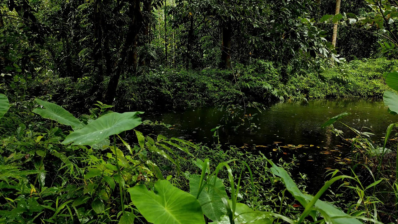 Introduction 4K Swamp Scene Rain Drop Sounds - ASMR - YouTube