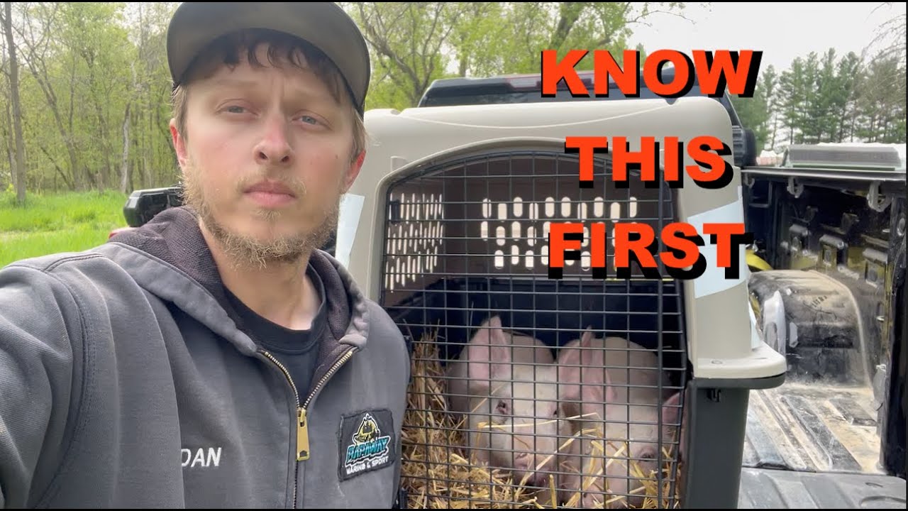 What To Look For When Picking out Pigs | Picking Up Our Pigs - YouTube