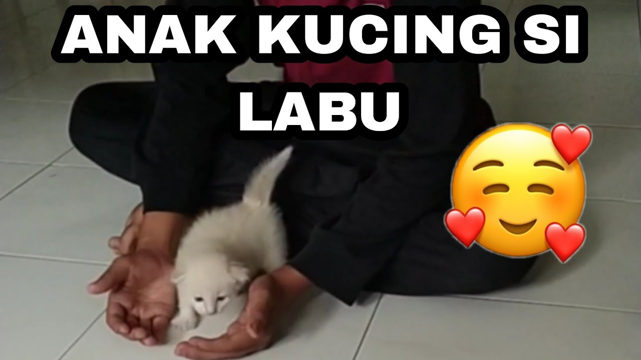 SI LABU MARAH RAYYAN KACAU ANAK MEOW - YouTube