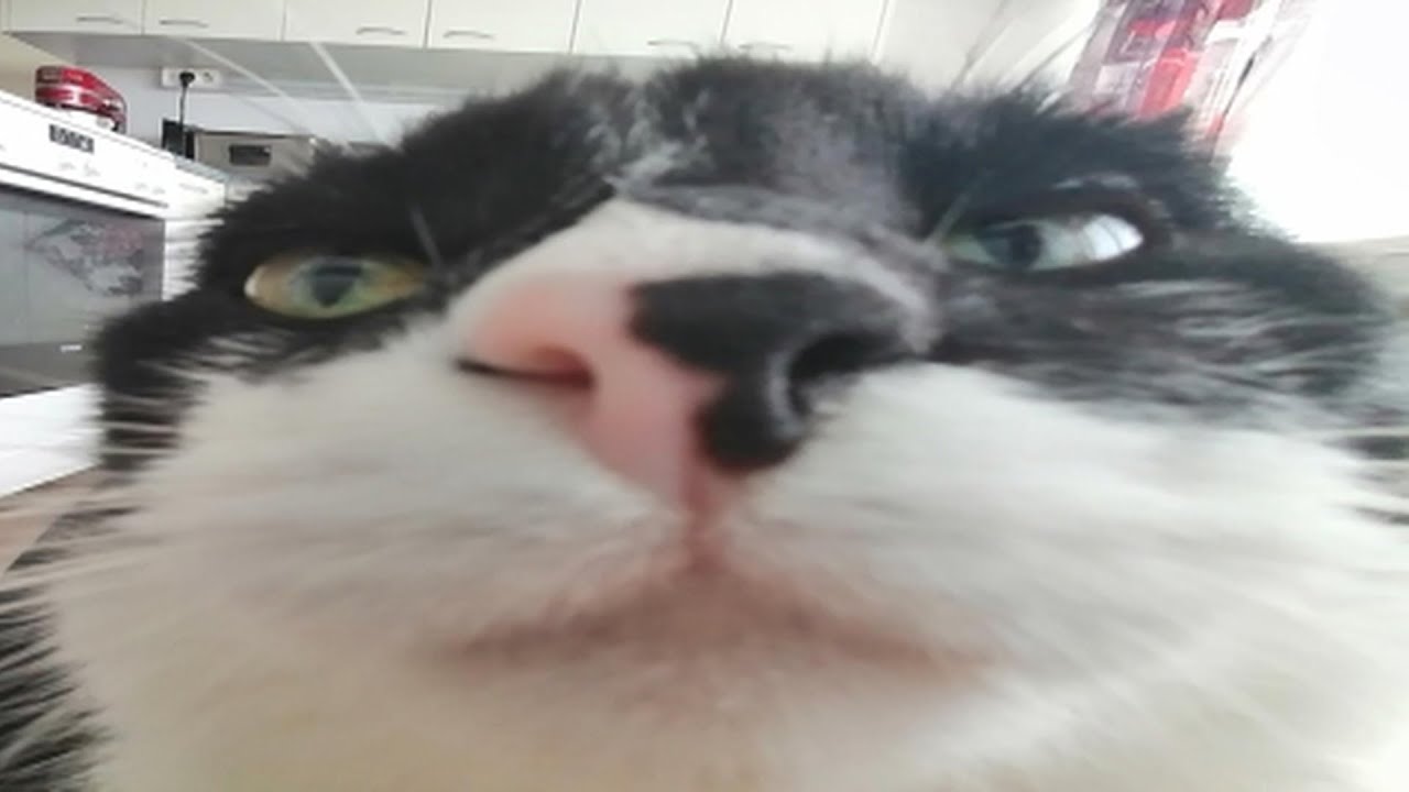 silly pinkcore video - YouTube