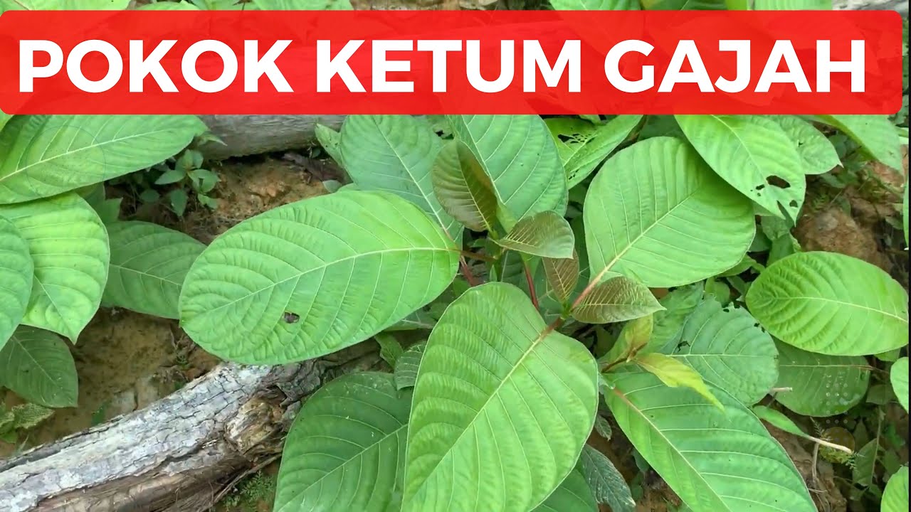 Ep. 55| Pokok KETUM Gajah dalam kebun - YouTube