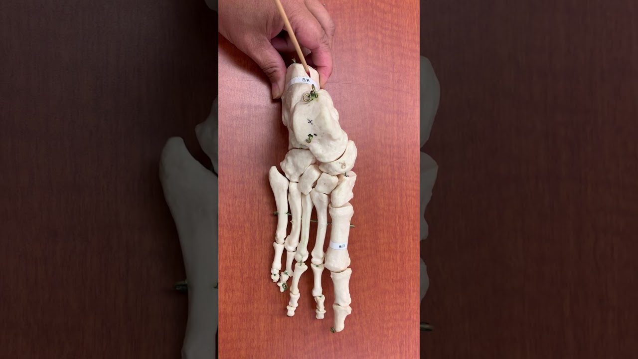 Bio 124/lab bones (Right foot) - YouTube
