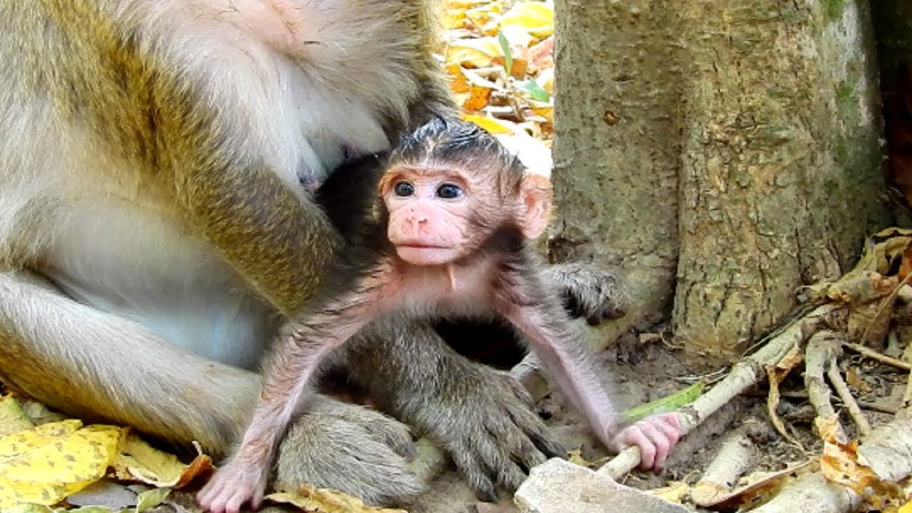 So Adorable Baby Monkey Insider Angkor Wat Temple, Very Cute Baby! So ...