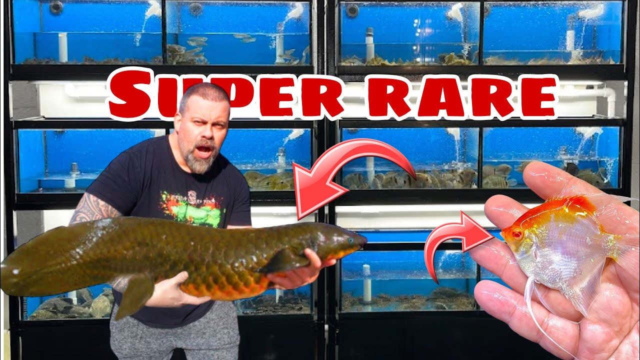 UNBOXING a SUPER RARE FISH - we are keeping 2 for the showroom - YouTube