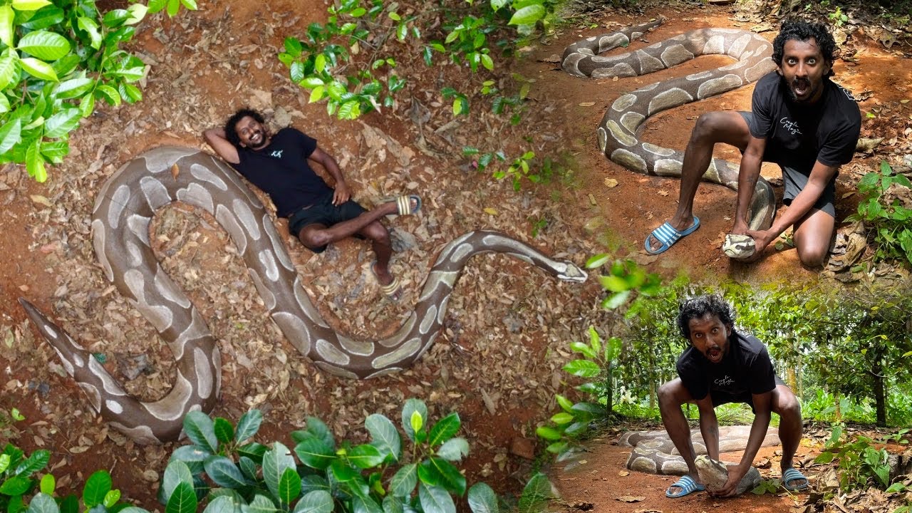 Most Dangerous Python Snake in my Land💯/ എന്റെ വീട്ടിൽ വന്ന പാമ്പ് 🐍😲/punyalan Entertainment ...