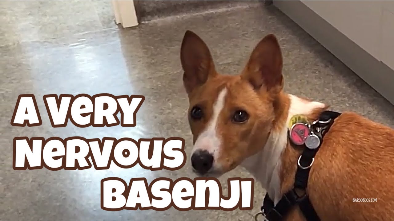 A Very Nervous Basenji - YouTube